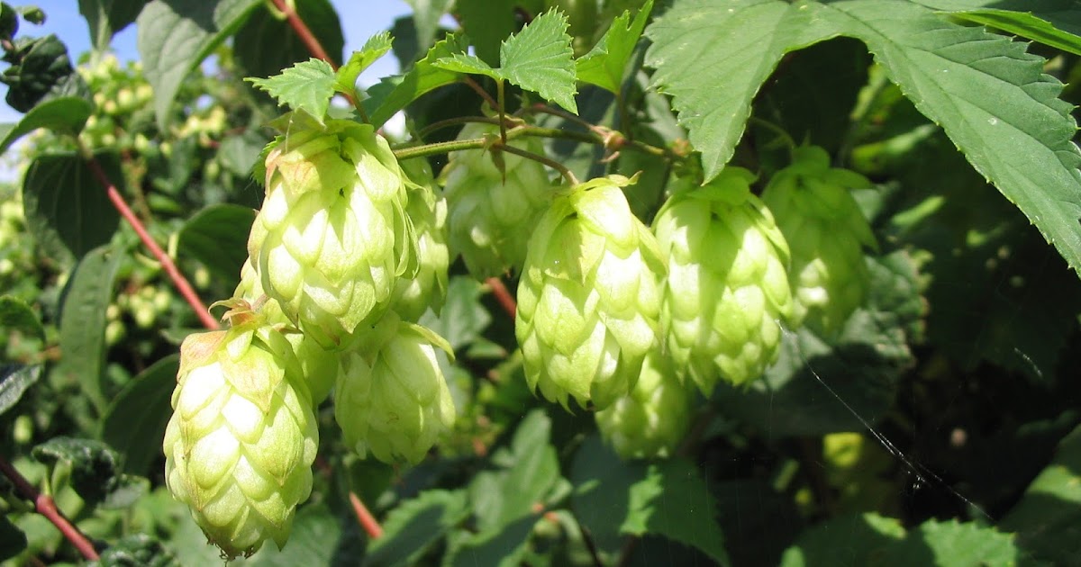 HOW TO GROW HOPS - Humulus lupulus |The Garden of Eaden