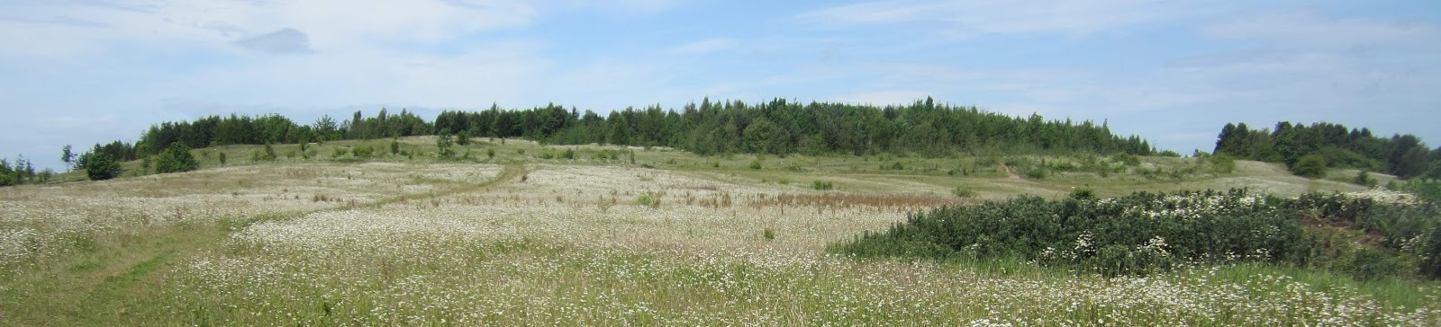 Walking The Peak: Edlington Pit Wood