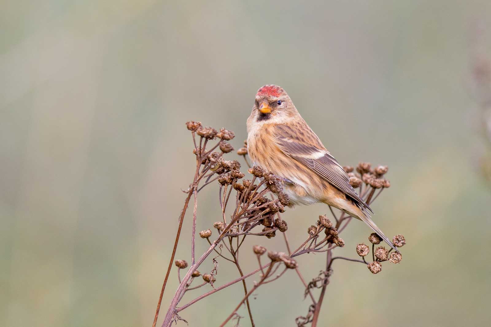 Alpine Siskin (Lesser Redpoll)