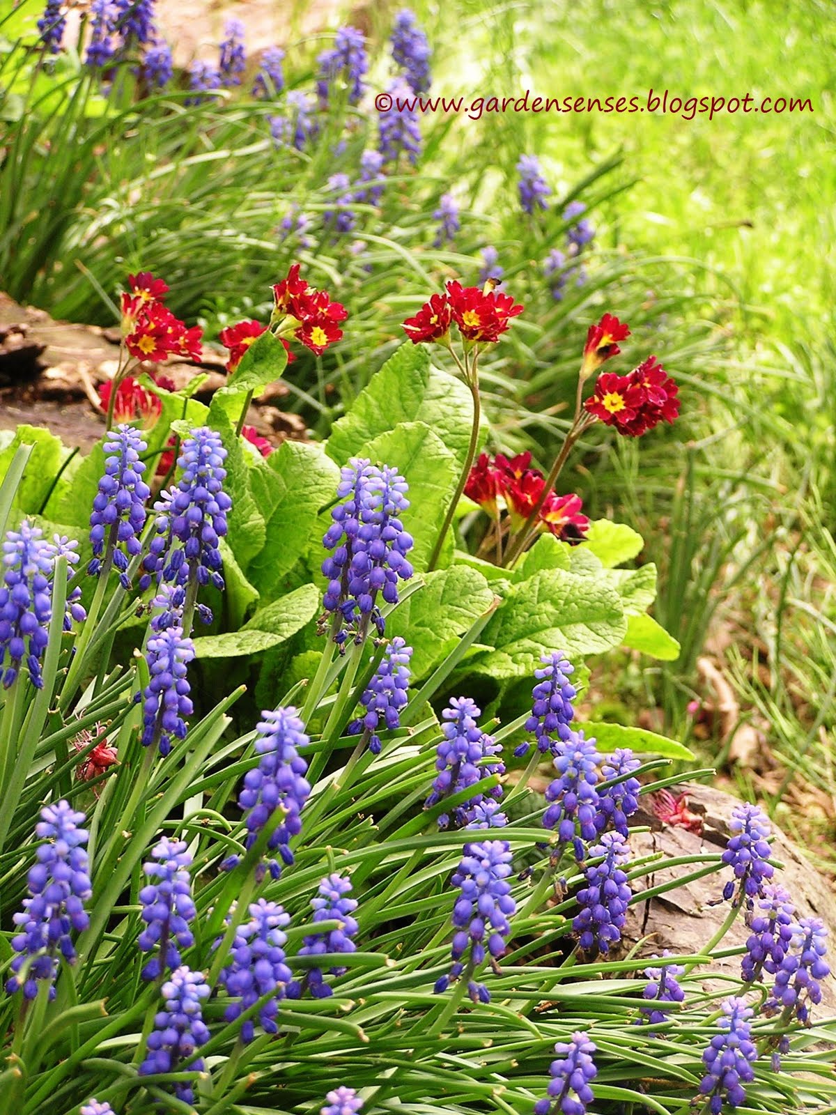 Garden Sense: Spring Combinations I