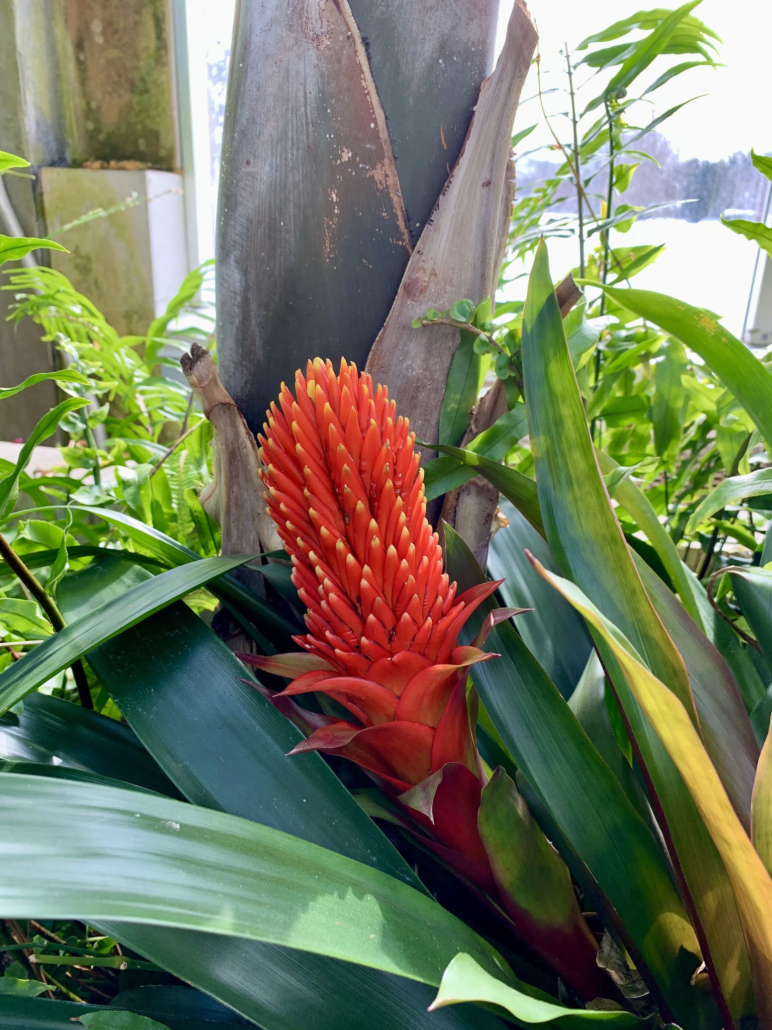 Amy's Creative Pursuits: Garfield Park Conservatory - Indianapolis