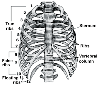 Locomotion and Movement | Plus 1 | Exam Capsule Notes (Web and PDF)