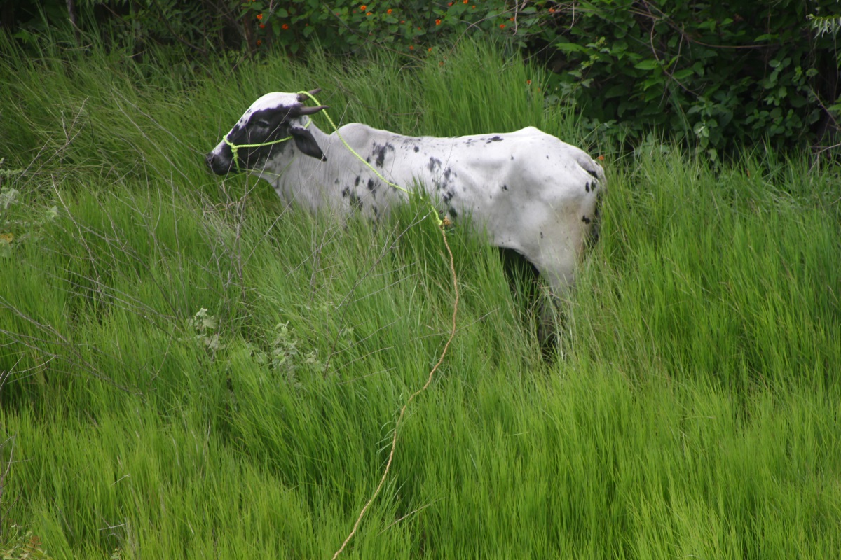 Journeys across Karnataka: few shots from Basava Kalyana