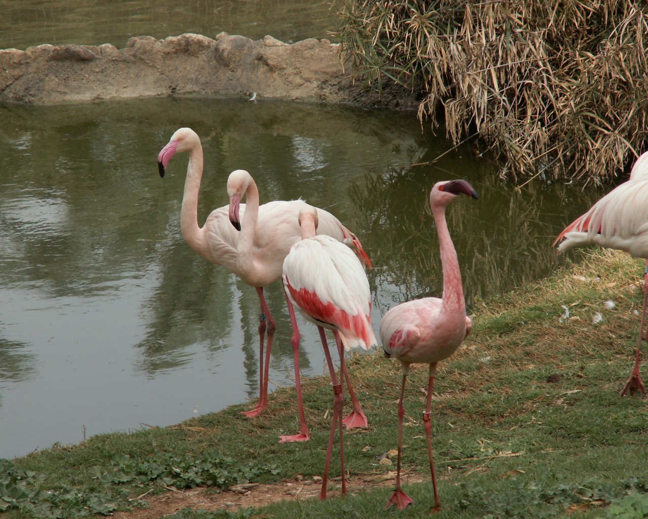 PicturesPool: Beautiful Water Birds pictures