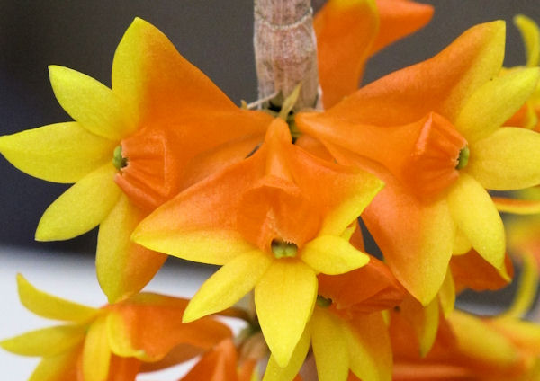 The Wayward Hawaiian: Dendrobium obtusisepalum 'Diamond Orchids' AM/AOS