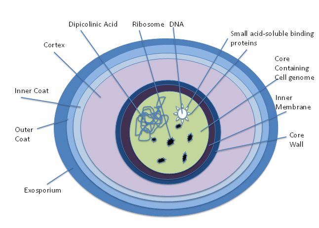 Endospore Staining : Principle, Procedure and Result