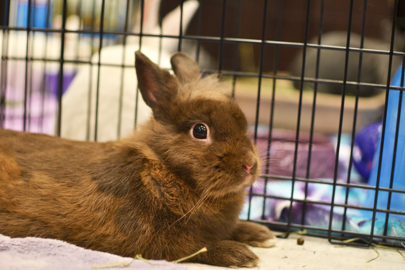 Disapproving Bun: Bunny Butt Friday - Cocoa Puff at TBHRR