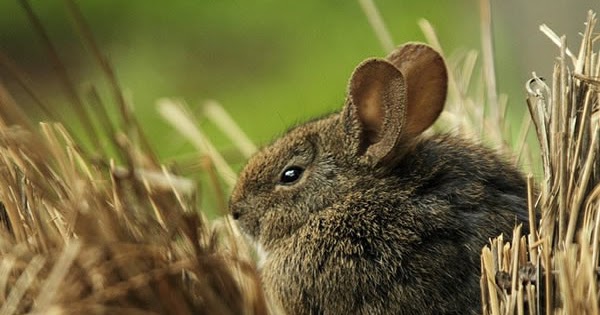 Ecofriendly: Volcano Rabbit