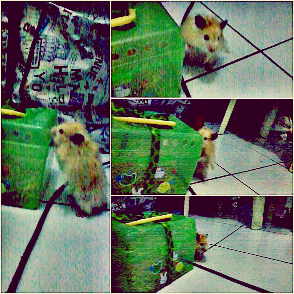 homemade hamster carrier - everybodygoesblog