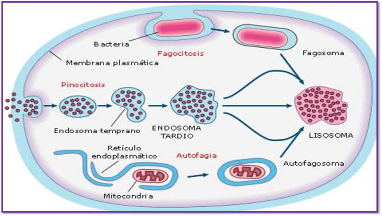 La biología: una experiencia que genera conocimiento: Digestión Celular