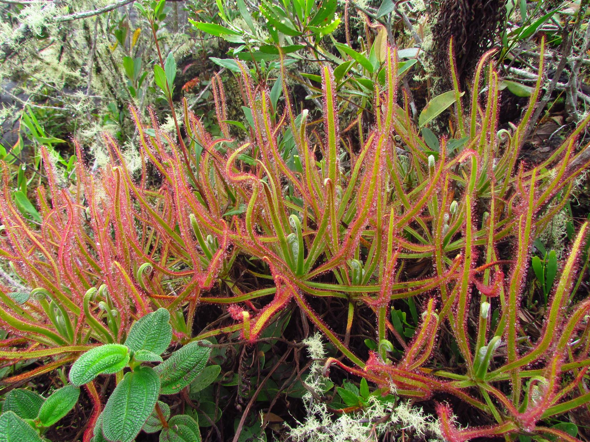 Droseras Brasileiras - Drosera magnifica