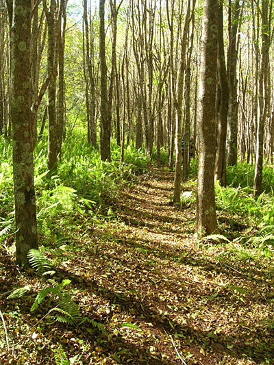 Rawhide Travel and Tours: Off The Beaten Path: The Makawao Forest Maui