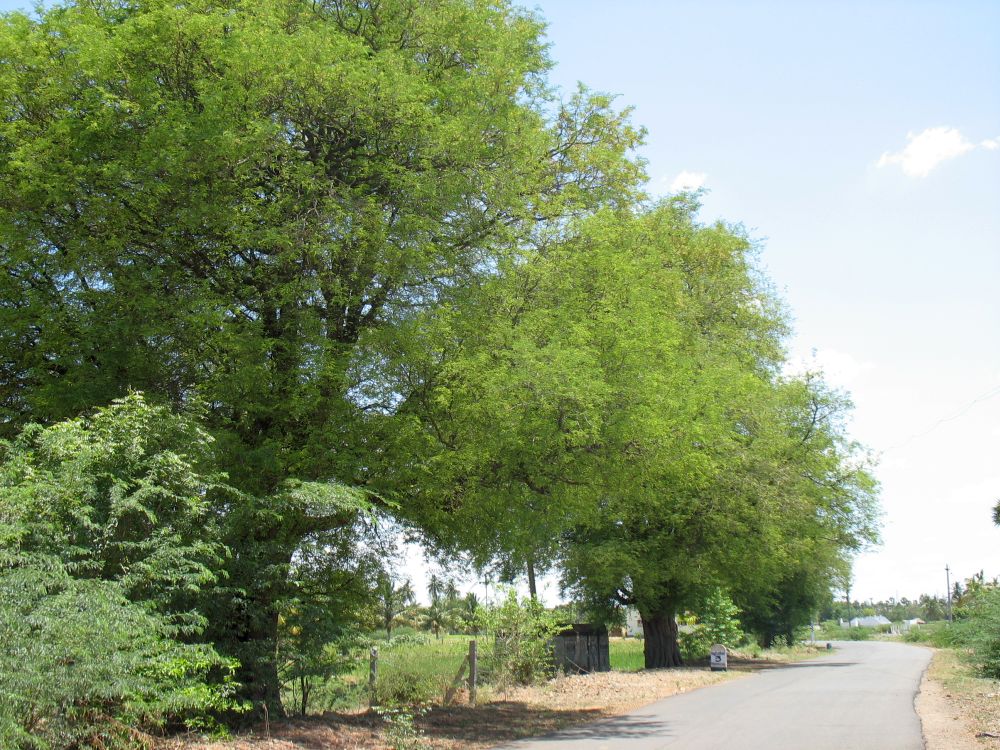 Tamarind Tree - ARUNACHALA LAND