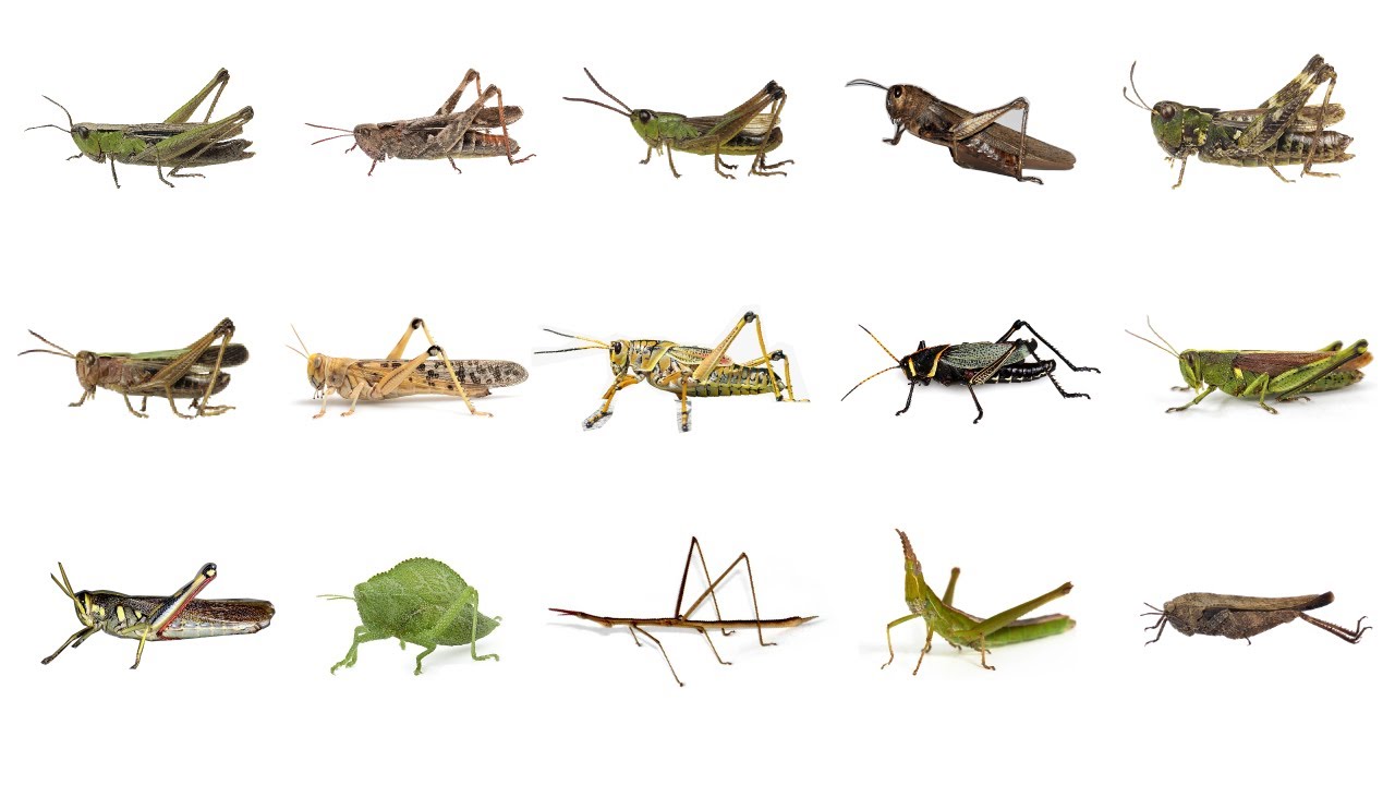 Rationalist Judaism: Can We Eat Locusts?