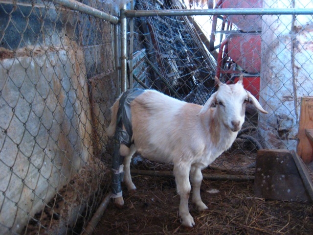 4R Ranch: Spica Splint