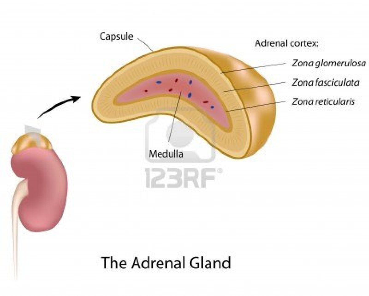 Corteza Suprarrenal