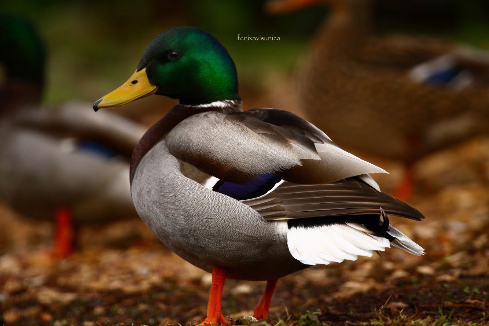 fenixavisunica .: Azulones: refugiémonos en la belleza