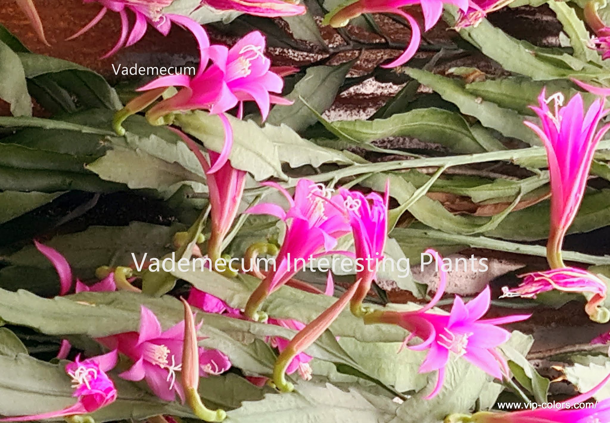 Vademecum Interesting Plants: Disocactus nelsonii - (Disokaktus Nelsona)