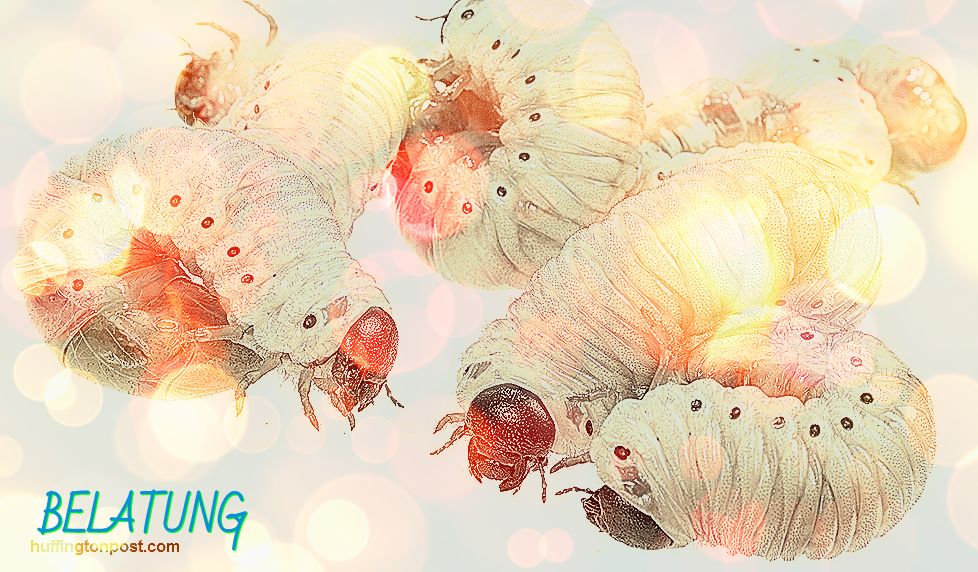 INFO BLOGGER: Belatung Dengan 5 Manfaatnya