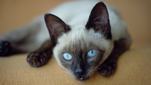 ANIMALS TIME : The 10 Cutest Siamese Cat pics