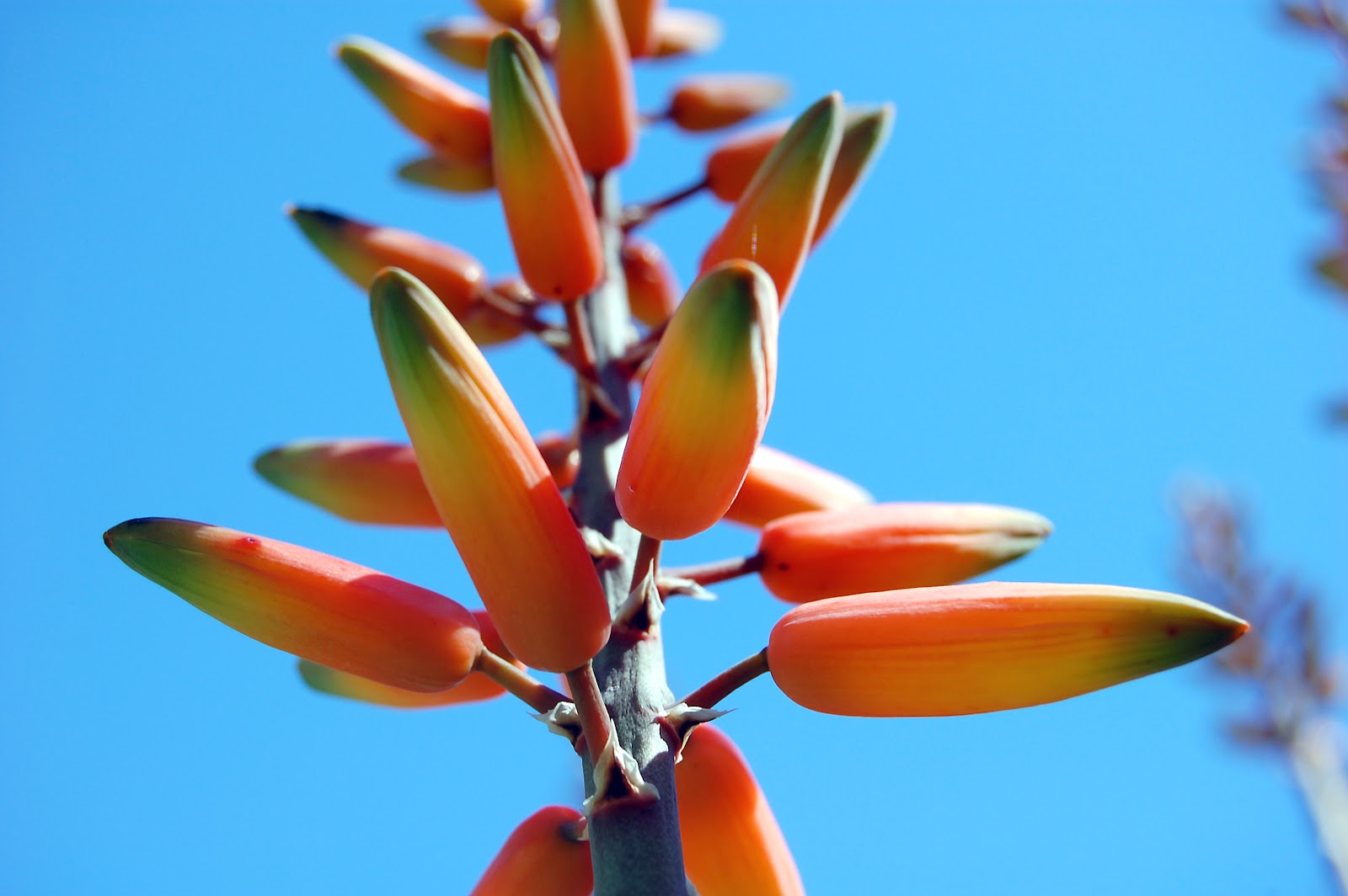 Emile Appollis: September 2012