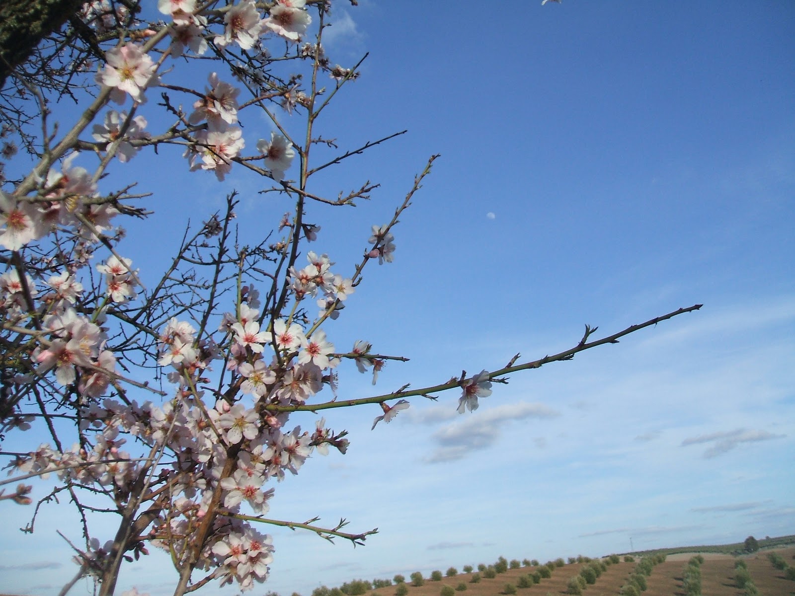 Luz y Color: Almendro en flor..adelantándose a la Primavera, una ...