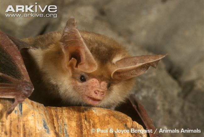Bats are not bugs: Do bats have eyes?