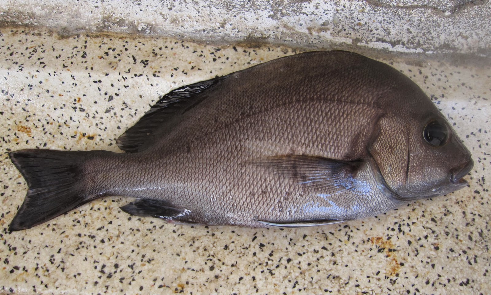 milpeixes1000: 49. PARGO-MULATO