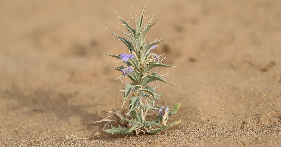 Birds of Saudi Arabia: Eyelash Plant Blepharis ciliaris - Sabya