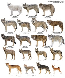 Entrevista a José Ramon Castelló