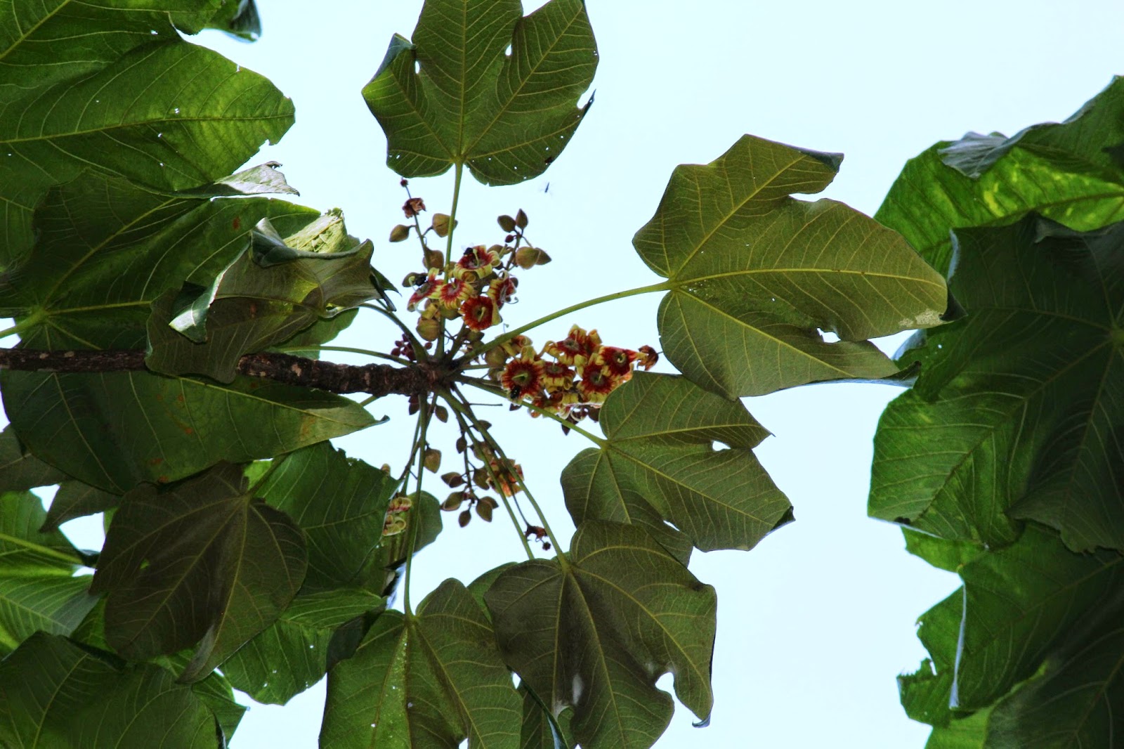 Uma flor por dia: Chichá