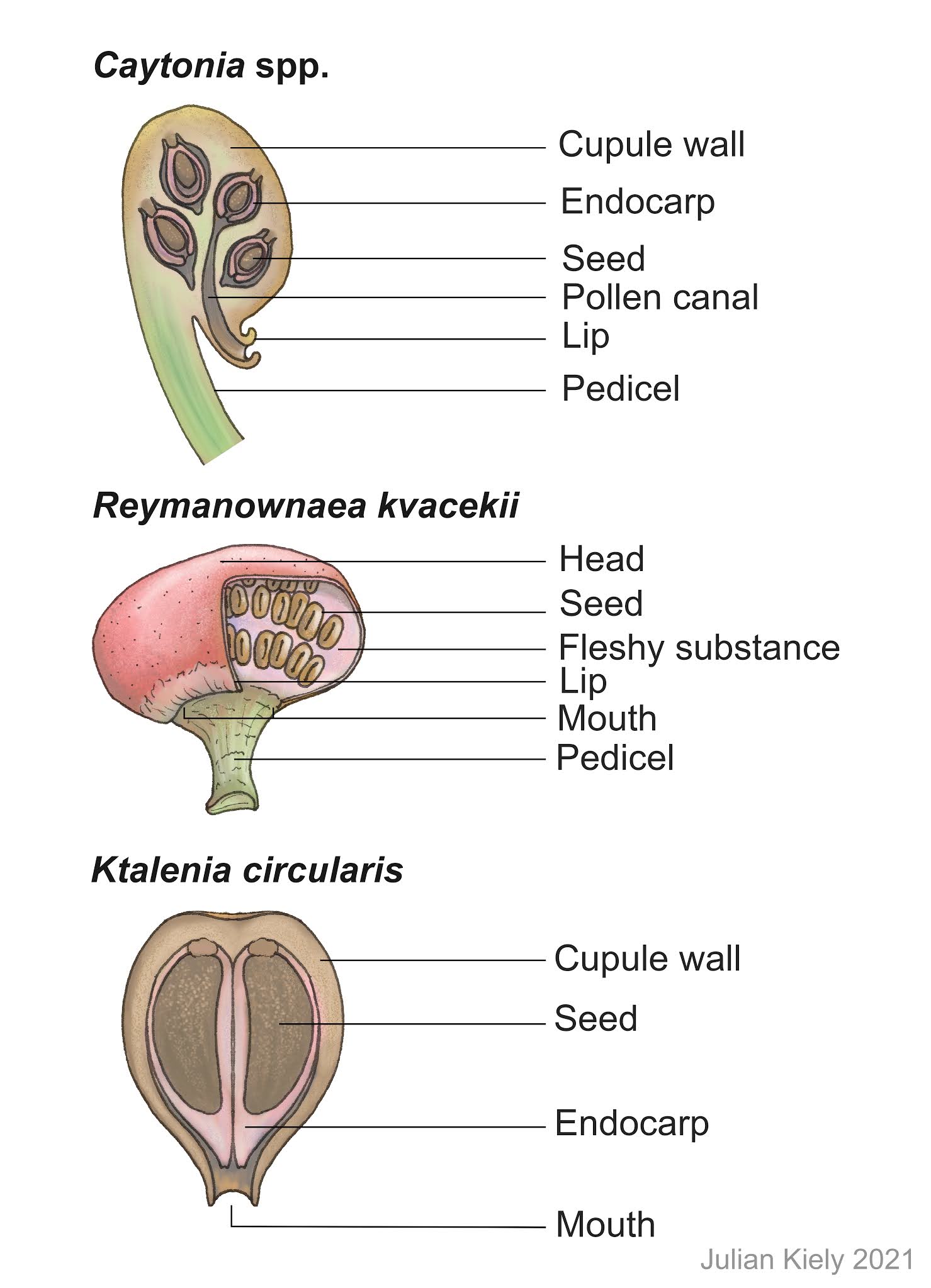 Fantastic Caytoniales and how to reconstruct them.