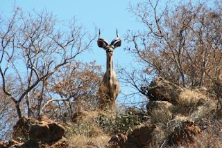 Kudus of Africa | Free National Geographic Pix