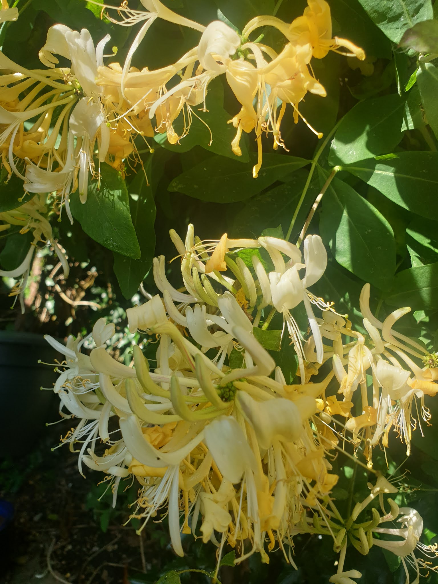 The Official Homepage of Skullflower