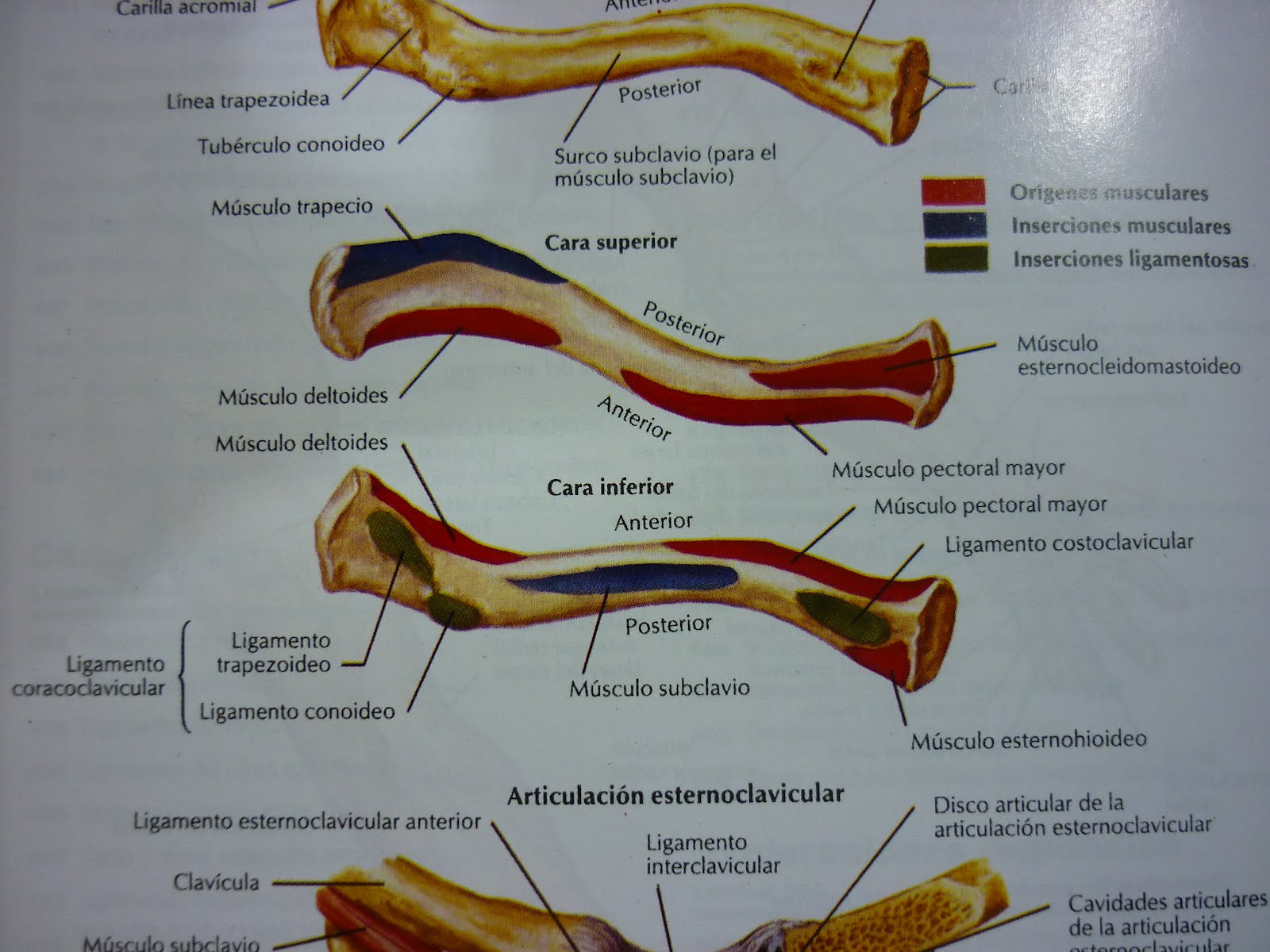Koo's Med Docs: Anatomia - 1era clase!