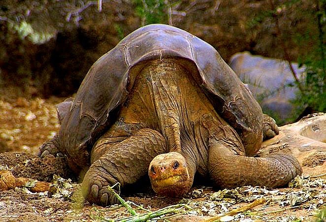 The Flying Tortoise: The World's Most Famous Tortoise Is Stuffed...