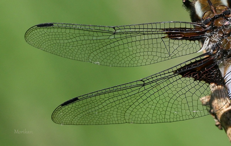 Mes Libellules... : A qui sont-ailes...
