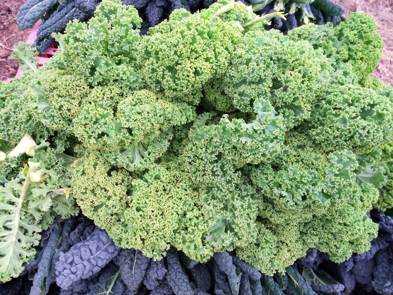 Menta Olandeza sau Izdraeliana: Rasaduri varza Kale