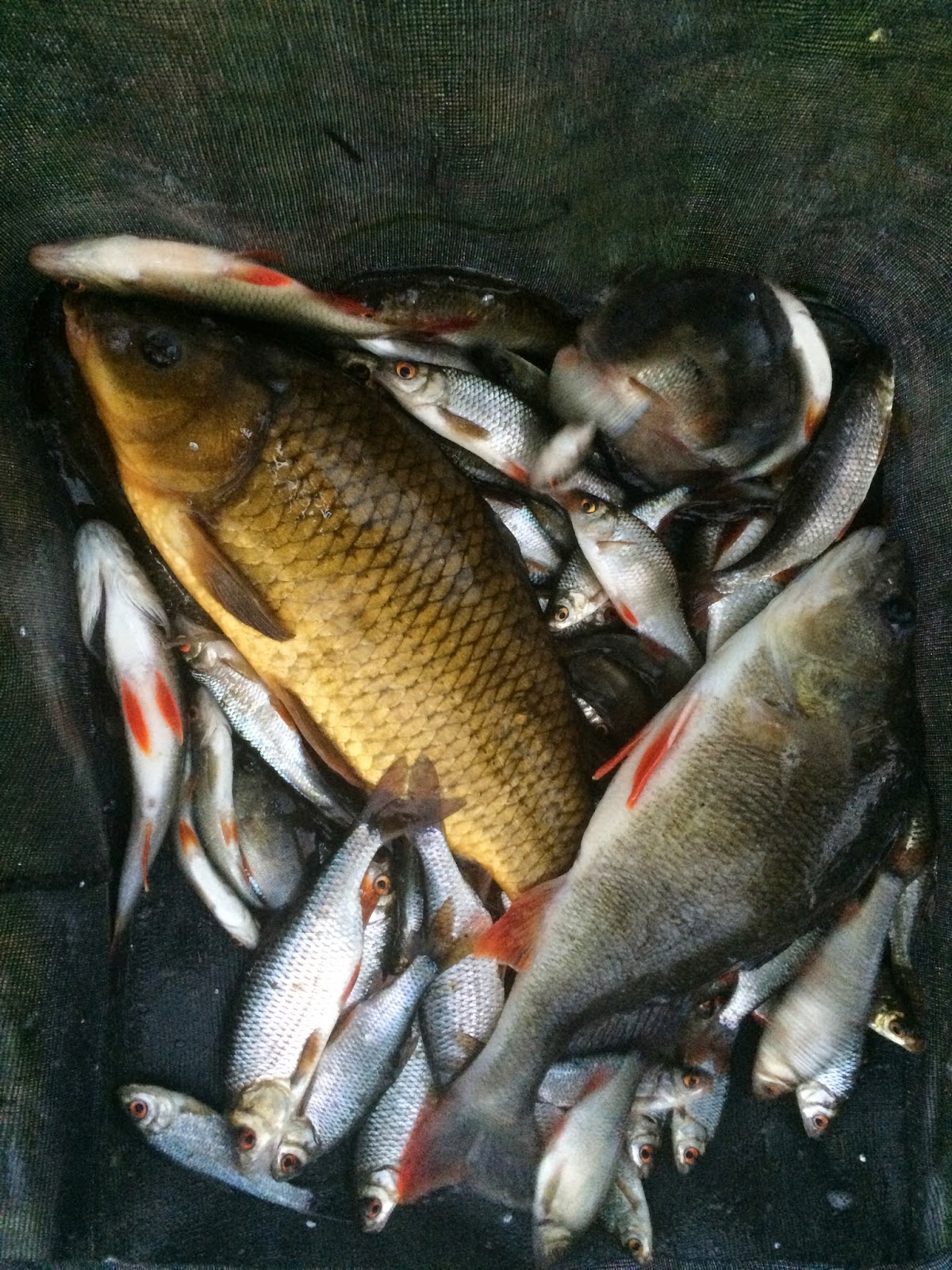 Danny's Angling Blog: November Carp, big perch and Wobbling for pike....