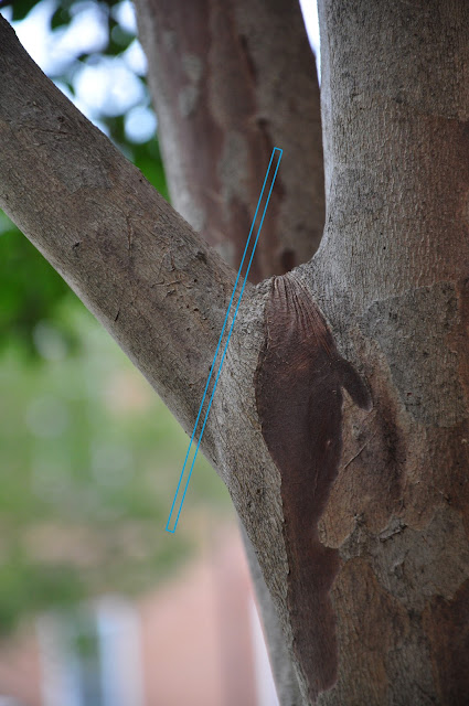 UMD Arboretum and Botanical Garden: A Day With Dr. Alex Shigo