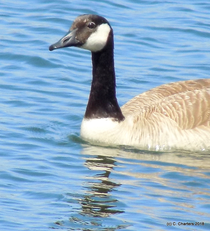 Comfort Spiral: Disguise Goose