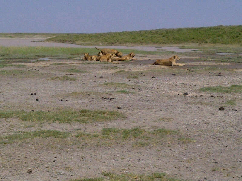 T-E-M-B-E-A Tanzania: April 2013