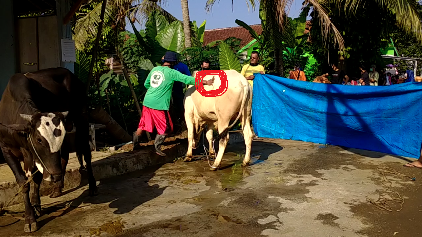 Tips cara mengikat sapi qurban atau sembelih, sapi roboh dengan tenang ...