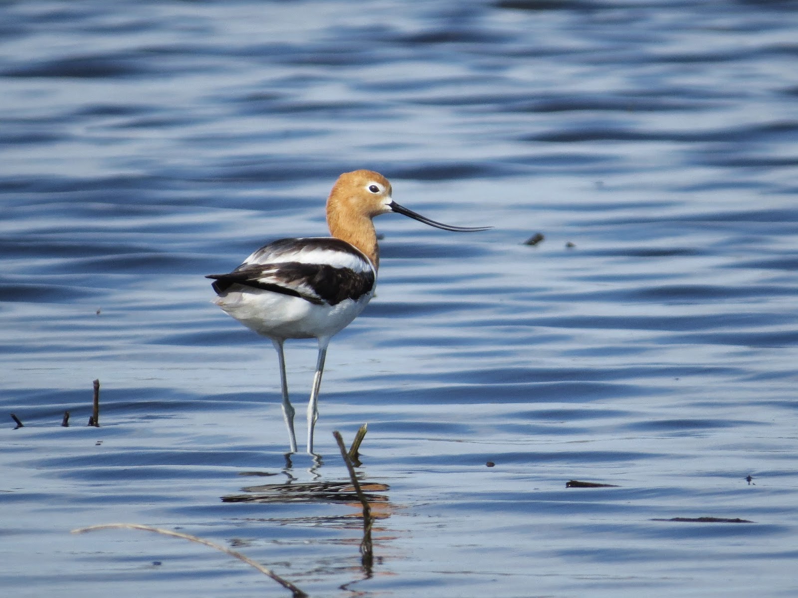 Birding Is Fun!: Southern and Western Birds in the Midwest