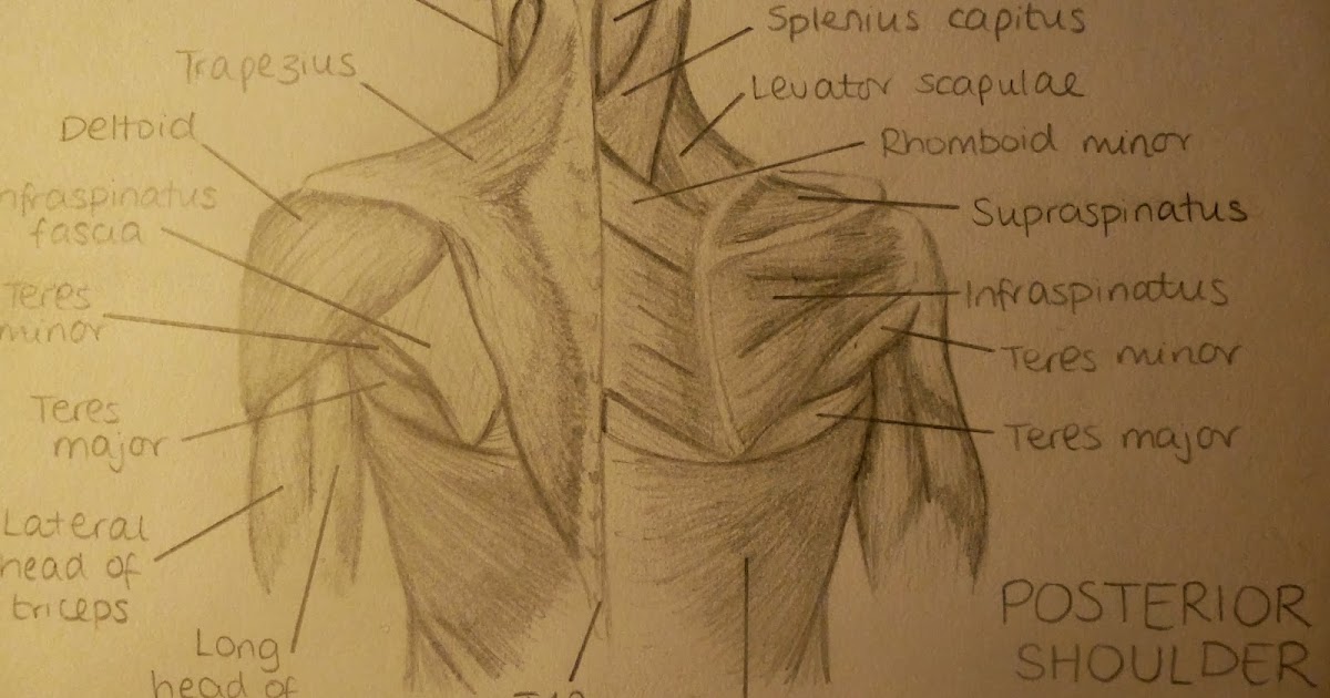 Physiotherapy Revision: Back Anatomy