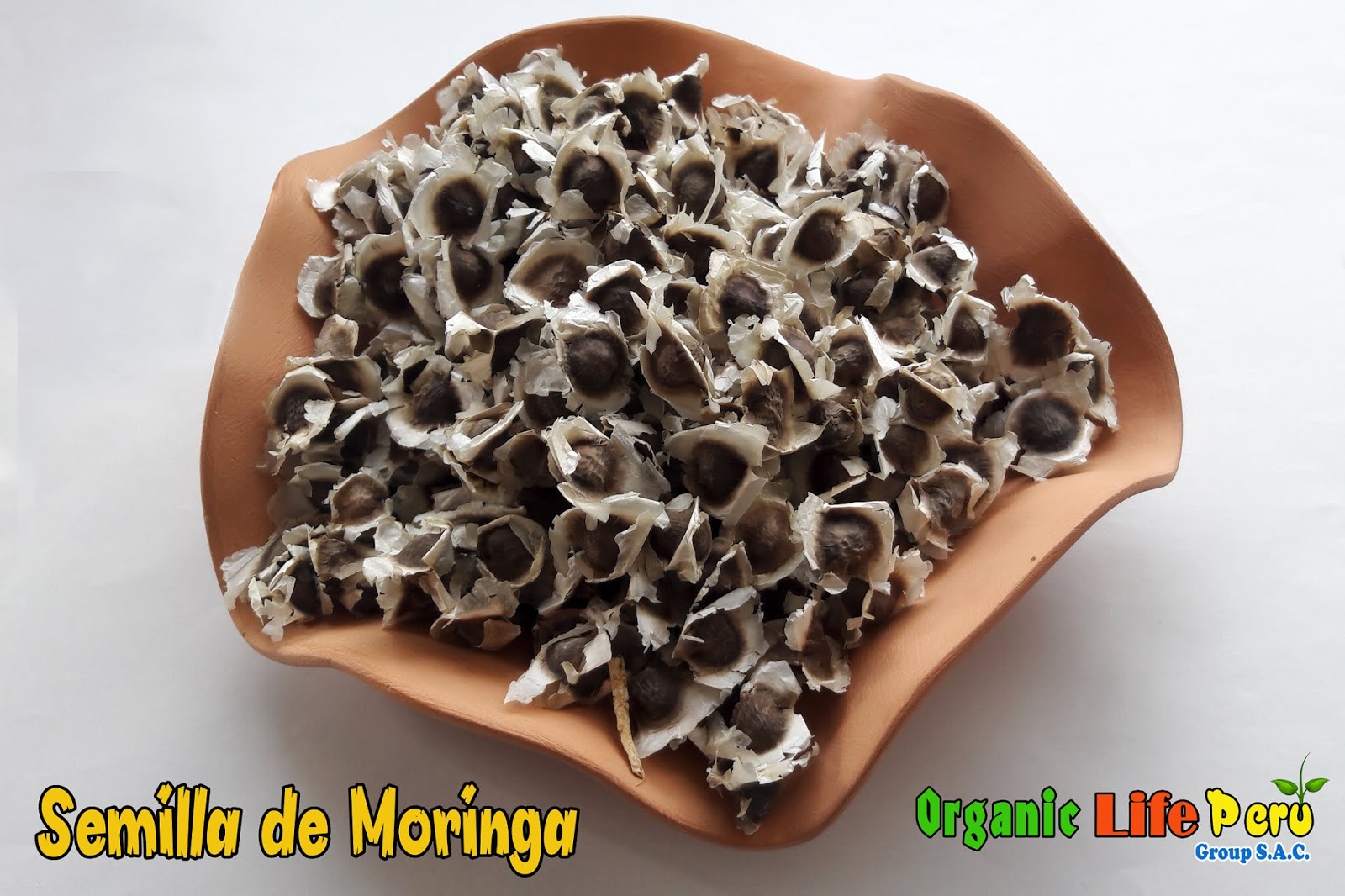 Organic Life Perú: Semilla de Moringa en Chiclayo - ORGANIC LP