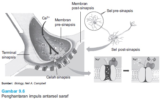 Neuron Synapse ~ Amazing Biology