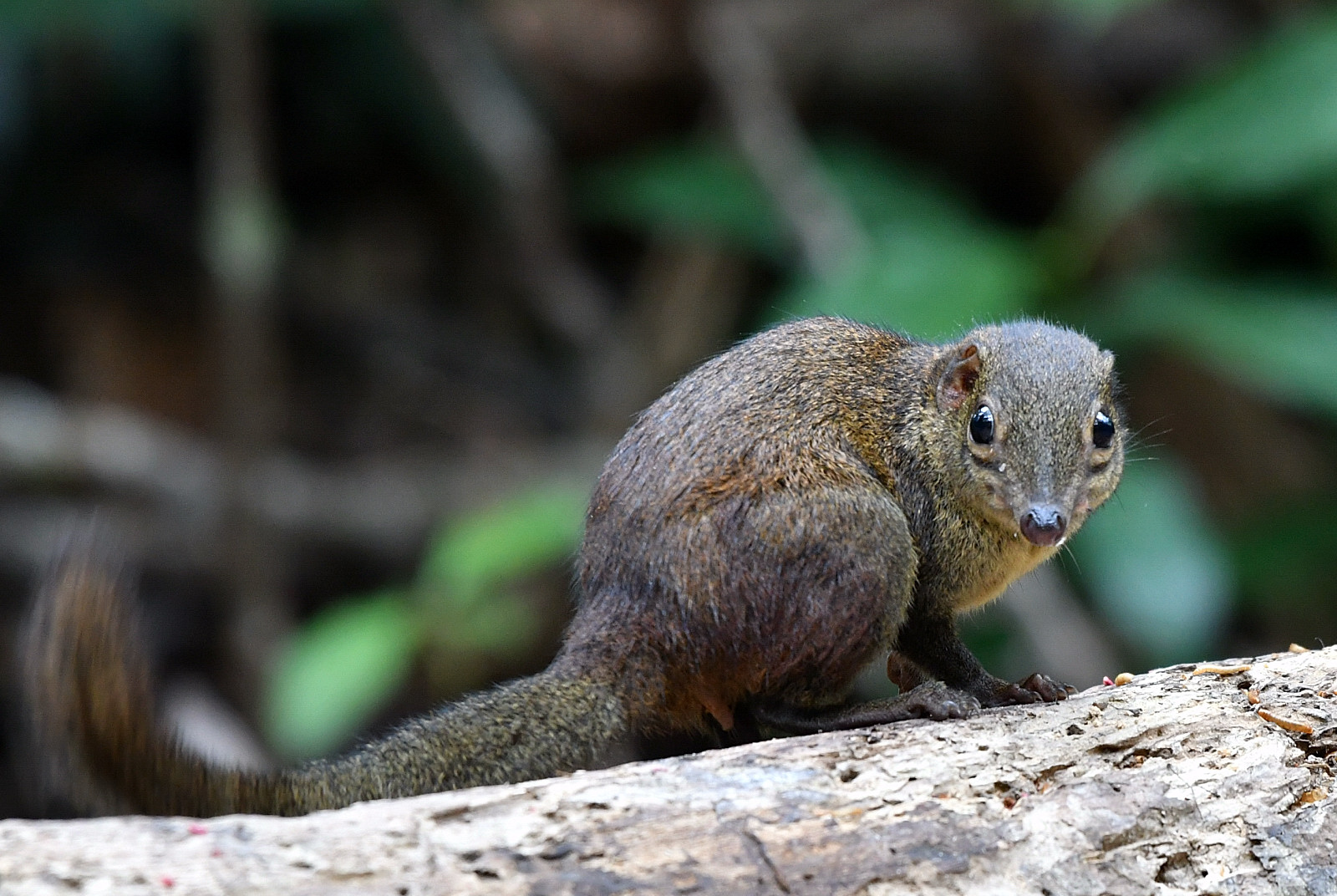 The Life Journey in Photography: Jungle Squirrel @ Bukit Antarabangsa ...