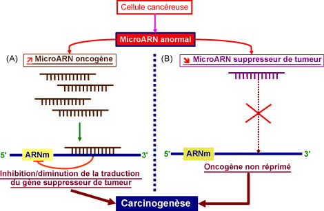 Actualités Scientifiques - Médicales: MicroARNs et dégénérescence des ...