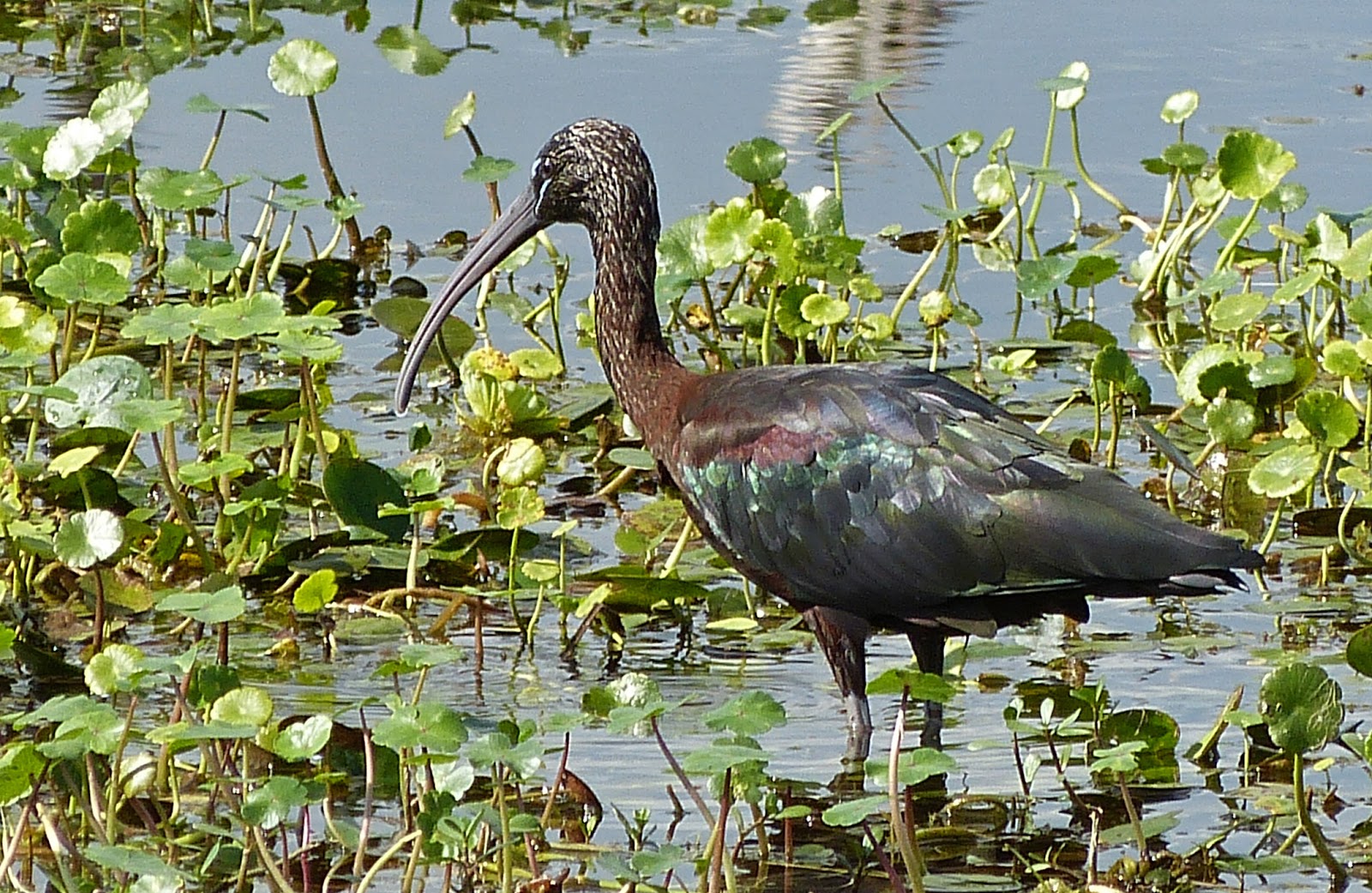 Life, Birding, Photos and Everything: If You Build It...